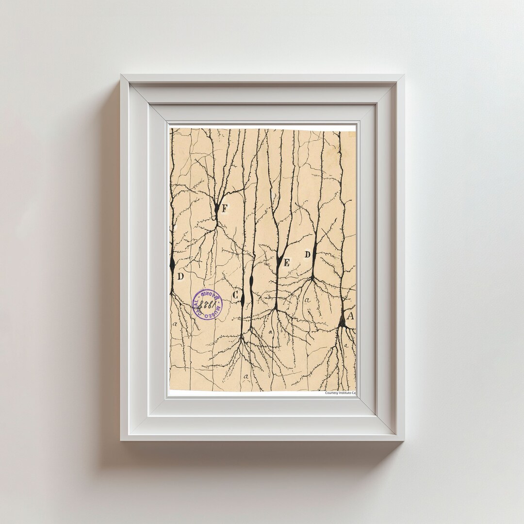 Santiago Ramon Y Cajal structure of Nervous Tissue 1920s. Anatomy ...