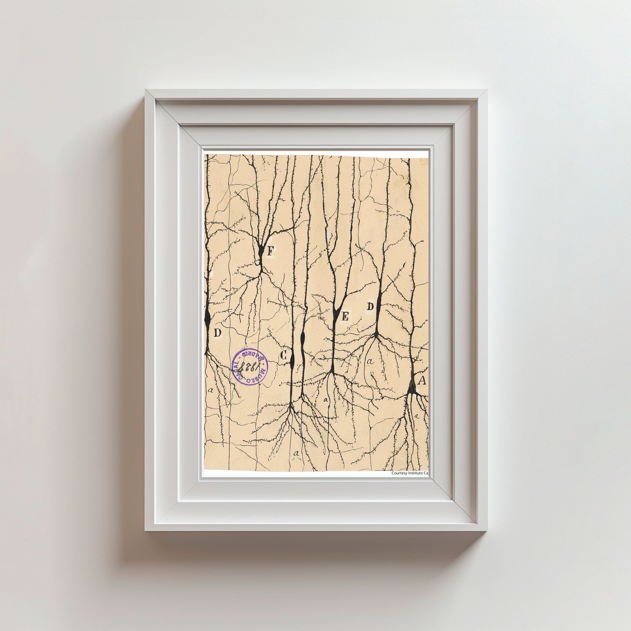 Santiago Ramon Y Cajal structure of Nervous Tissue 1920s. Anatomy ...