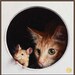 Besties Bees Cat Kitten Insect Bee Flowers Tiger Cub Wild Cat - Etsy