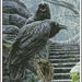 Forest Raven - Chart Counted Cross Stitch Pattern Needlework PDF - Etsy