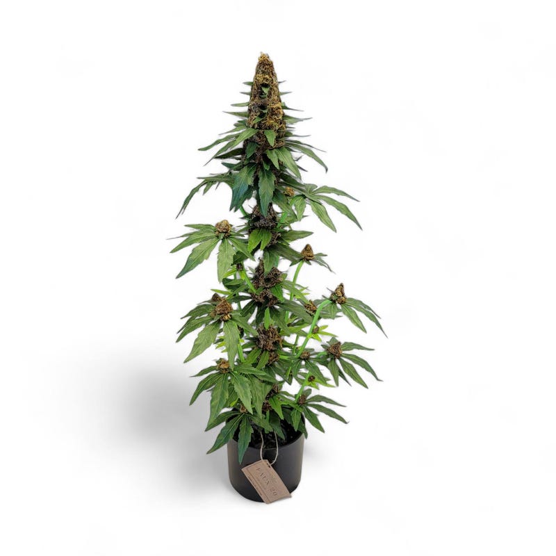 Fake Marijuana Plant - Etsy
