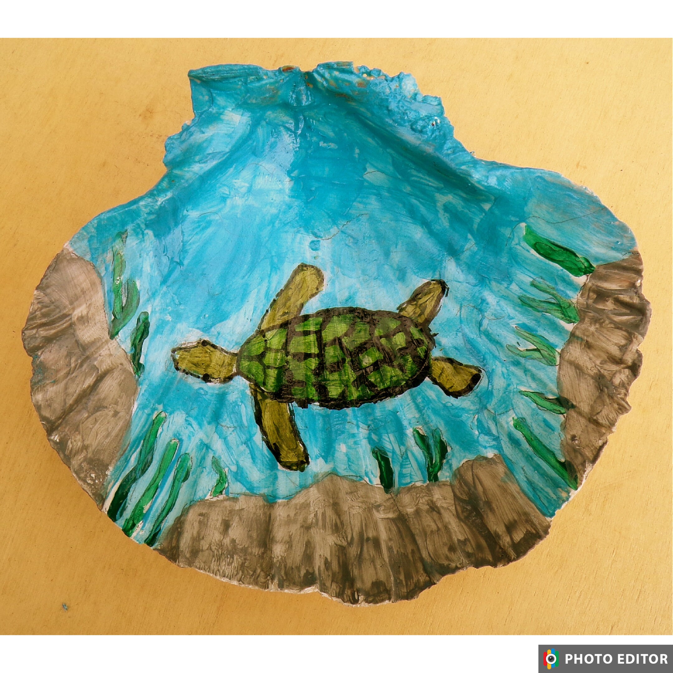 Empty Turtle Shell Clay