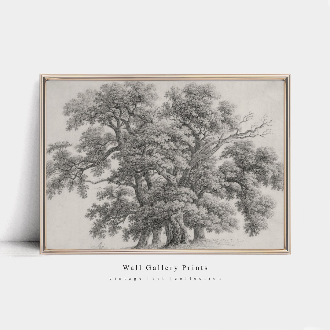 Tree Study Drawing | Vintage Sketch | Large Trees Etching PRINTABLE ...
