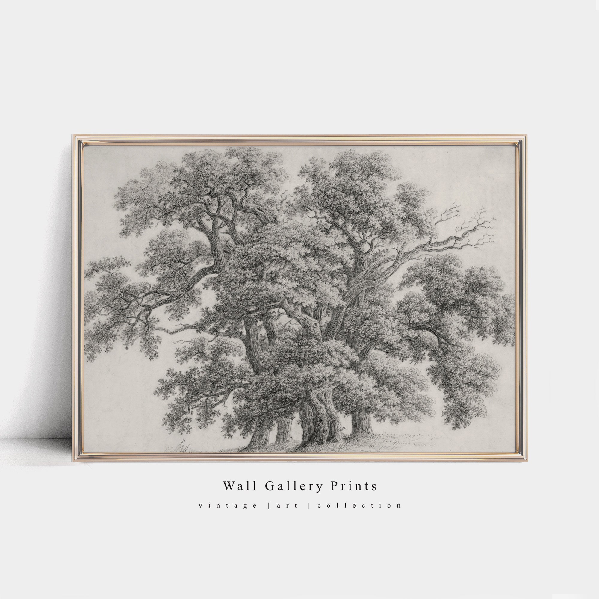 Tree Study Drawing Vintage Sketch Large Trees Etching PRINTABLE 007S - Etsy