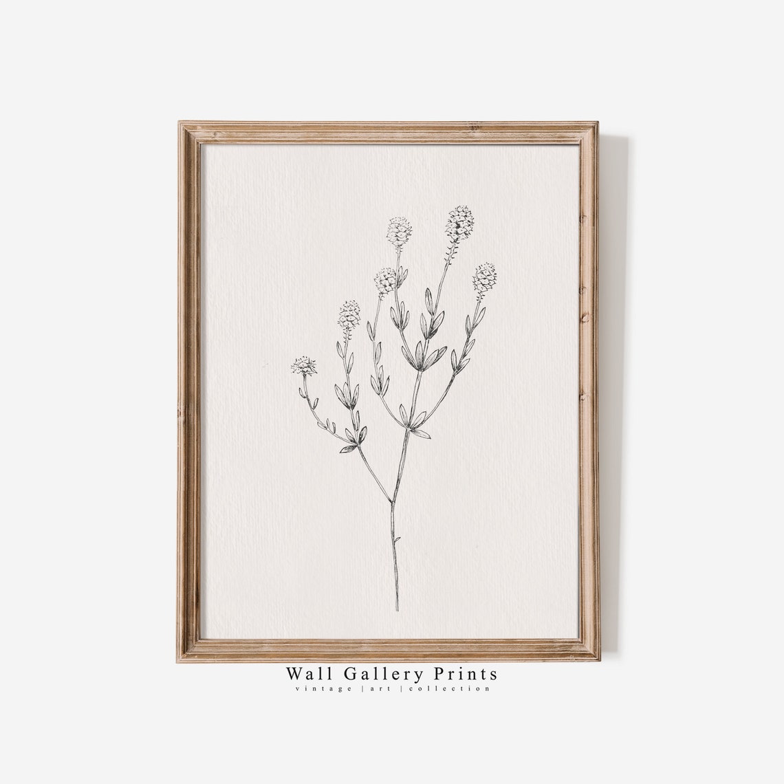 Vintage Botanical Drawing SET Antique Sketch Print - Etsy