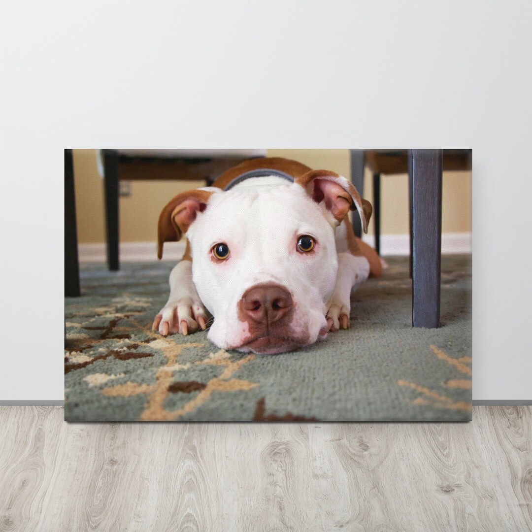 Pitbull Puppy Dog Eyes Under a Table - Pet Photography Stretched Canvas ...