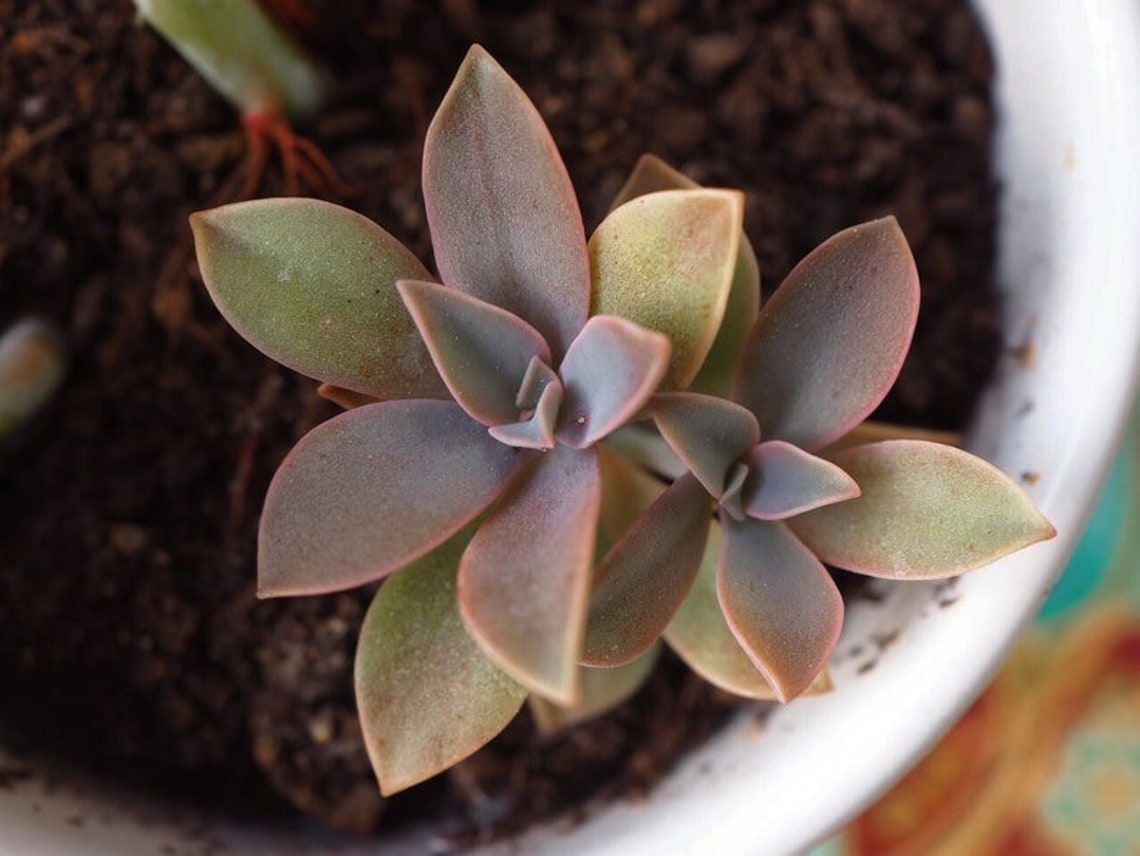 Echeveria Phyllis Collis Rare Plant Prolific Succulent | Etsy