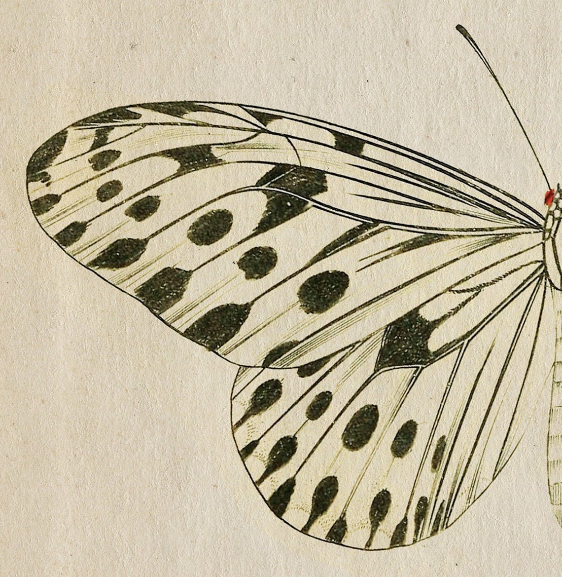 Butterfly Printable Art | Aesthetic Room Decor | Botanical Butterfly ...