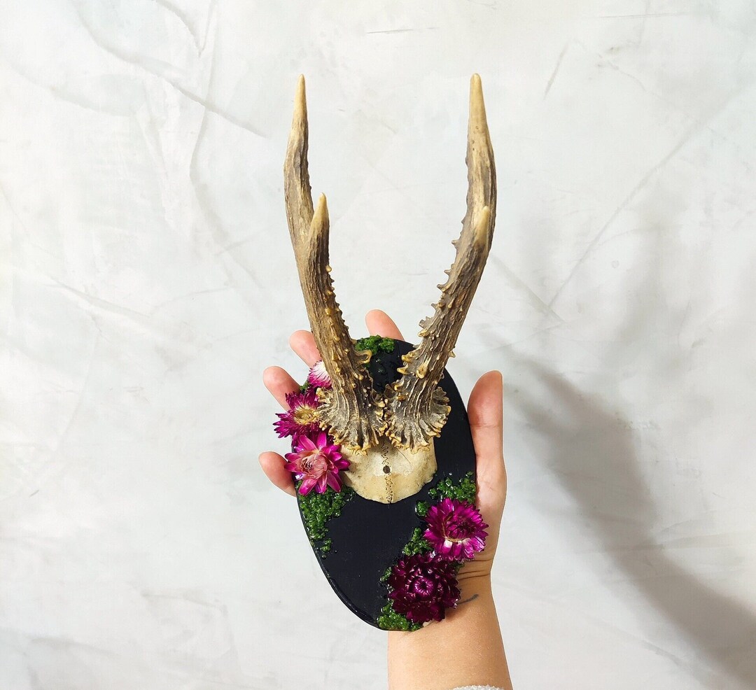 Real Roe Deer Skull, Vulture Culture, Taxidermy, With Real Flowers ...