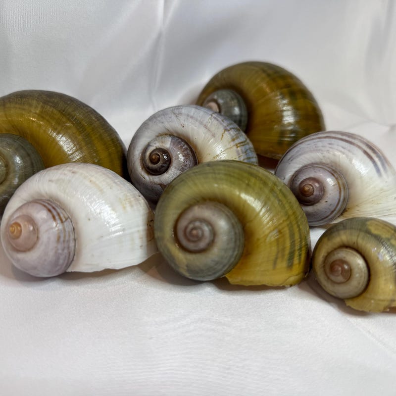 Snail Shells - Etsy
