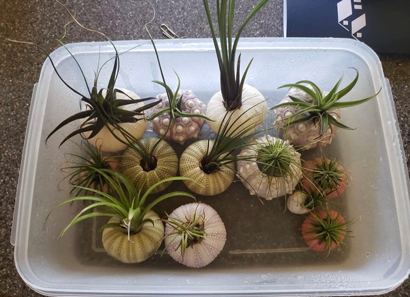 Assorted Sea Urchin Shells for Airplants - Etsy