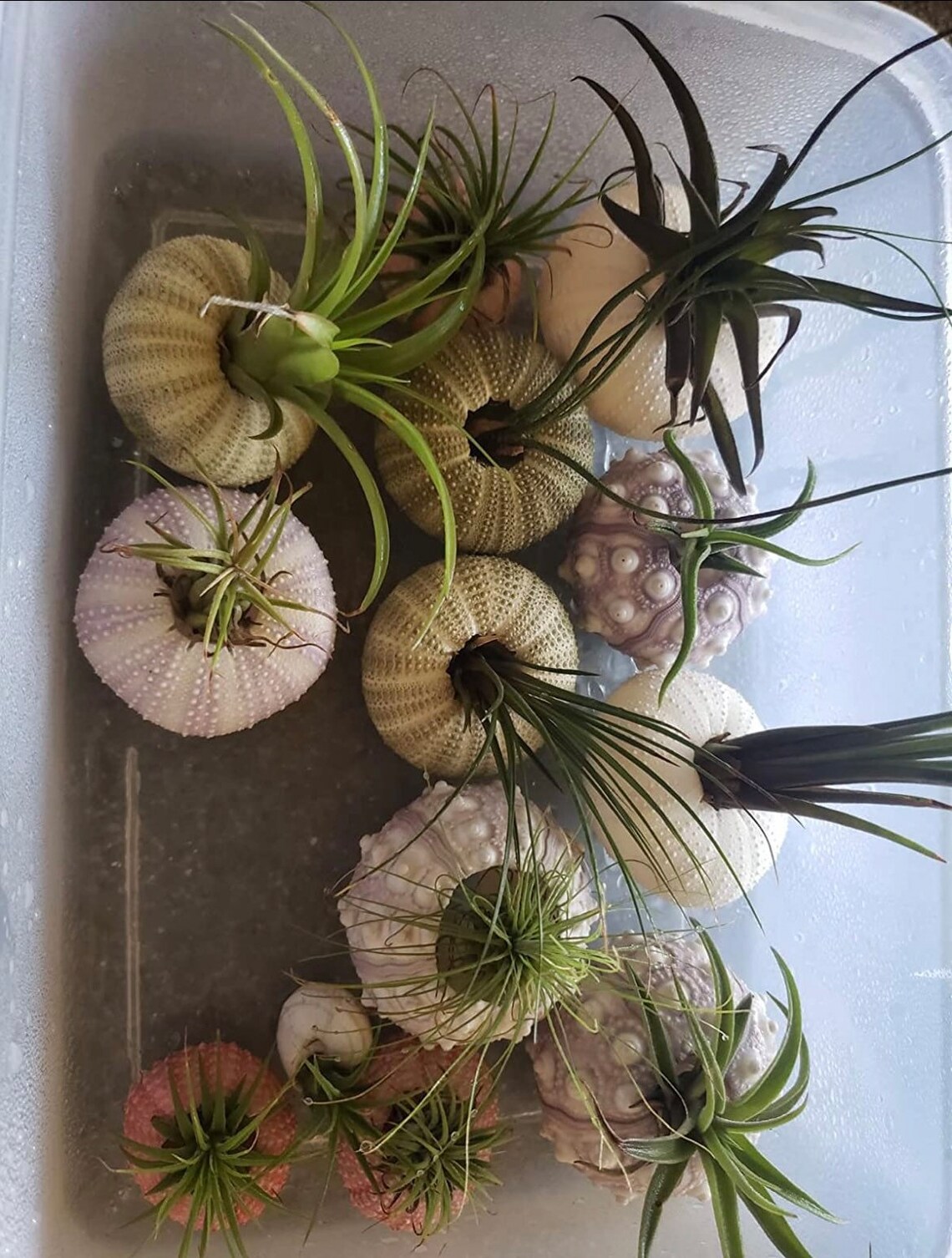Assorted Sea Urchin Shells for Airplants - Etsy