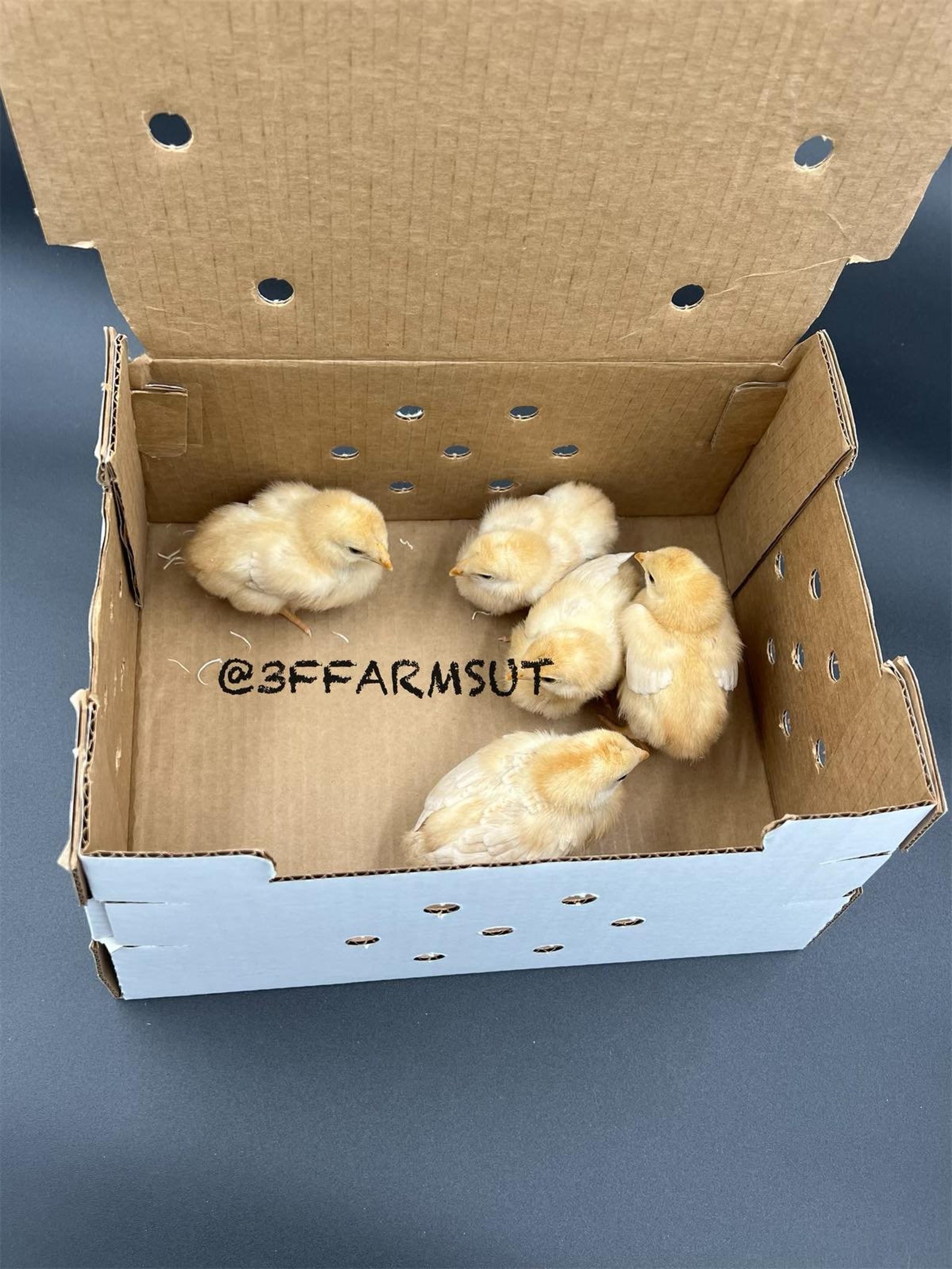 Chick or Poultry Shipping Boxes (5 Count) - Etsy