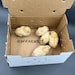 Chick or Poultry Shipping Boxes (5 Count) - Etsy