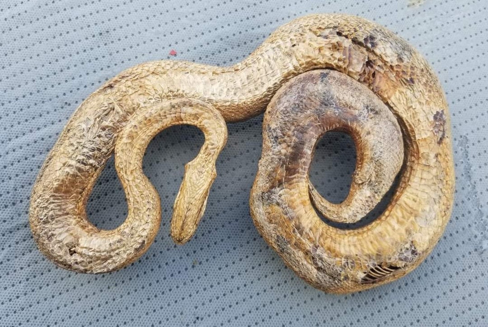 Mummified Snake - Etsy