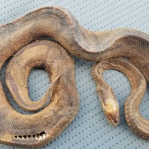 Mummified Snake - Etsy