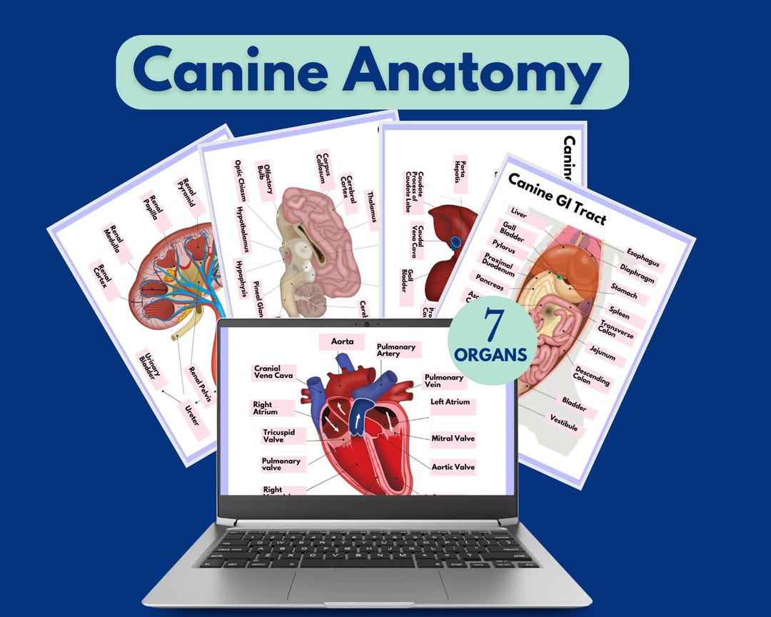Veterinary Anatomy Study Vettech Canine Anatomy Book Vet Nurse Anatomy ...