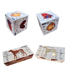 Vetmed Anatomy Study Cube Canine Anatomy VTNE Study Vet Tech Study ...