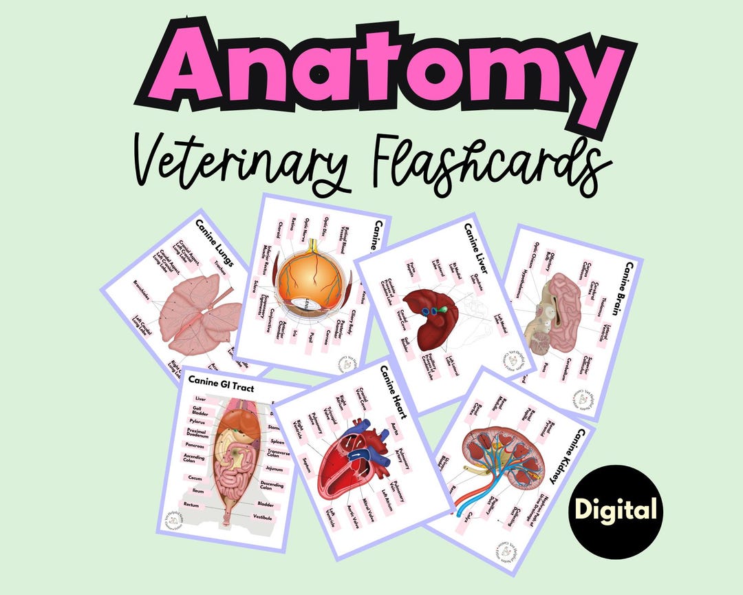 Veterinary Anatomy Flashcards Study Vet Tech Anatomy Flash Cards Canine ...