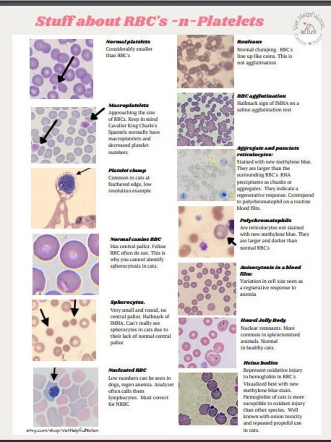 Hematology Veterinary Study Guide Vet Tech Blood Film - Etsy