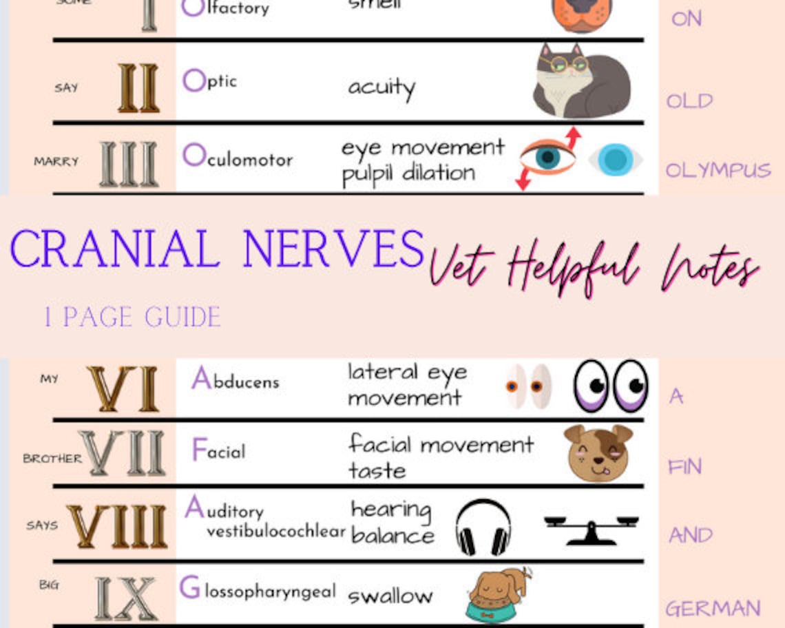 Canine/feline Cranial Nerves Sheet Vet Tech Vet Nurse Vet - Etsy