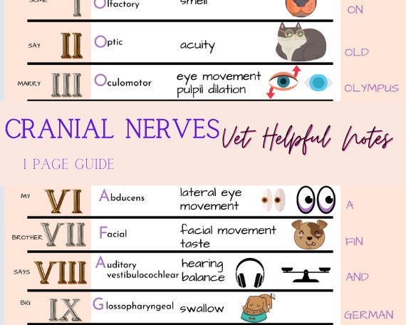 Canine/feline Cranial Nerves Sheet Vet Tech Vet Nurse Vet - Etsy
