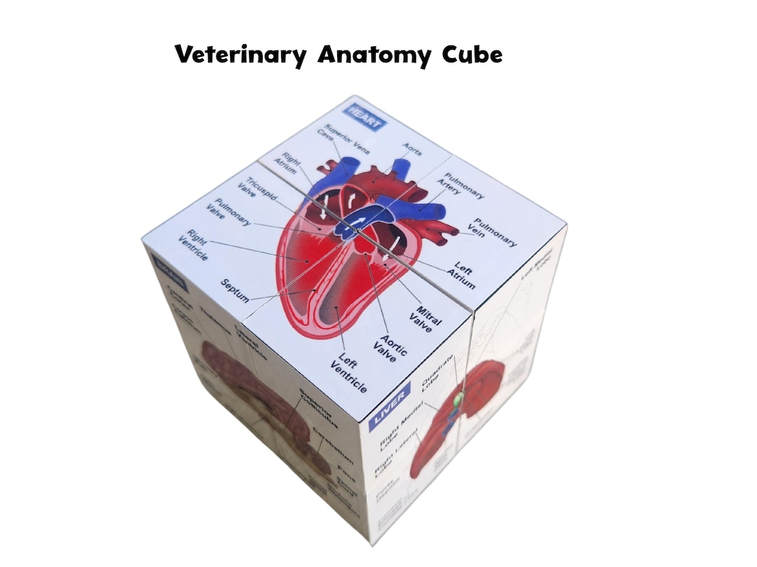 Vetmed Anatomy Study Cube Canine Anatomy VTNE Study Vet Tech Study ...