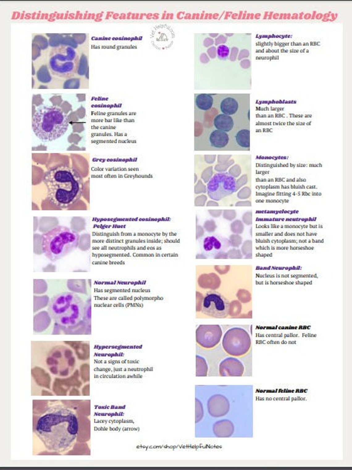 Hematology Veterinary Study Guide Vet Tech Blood Film - Etsy