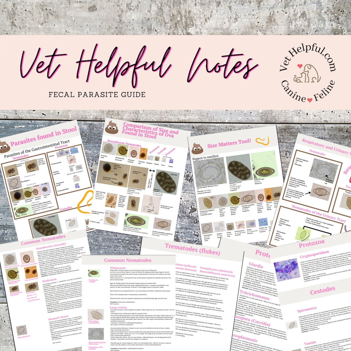Veterinary Fecal Parasite Guide Vet Tech Fecal Vet Nurse - Etsy