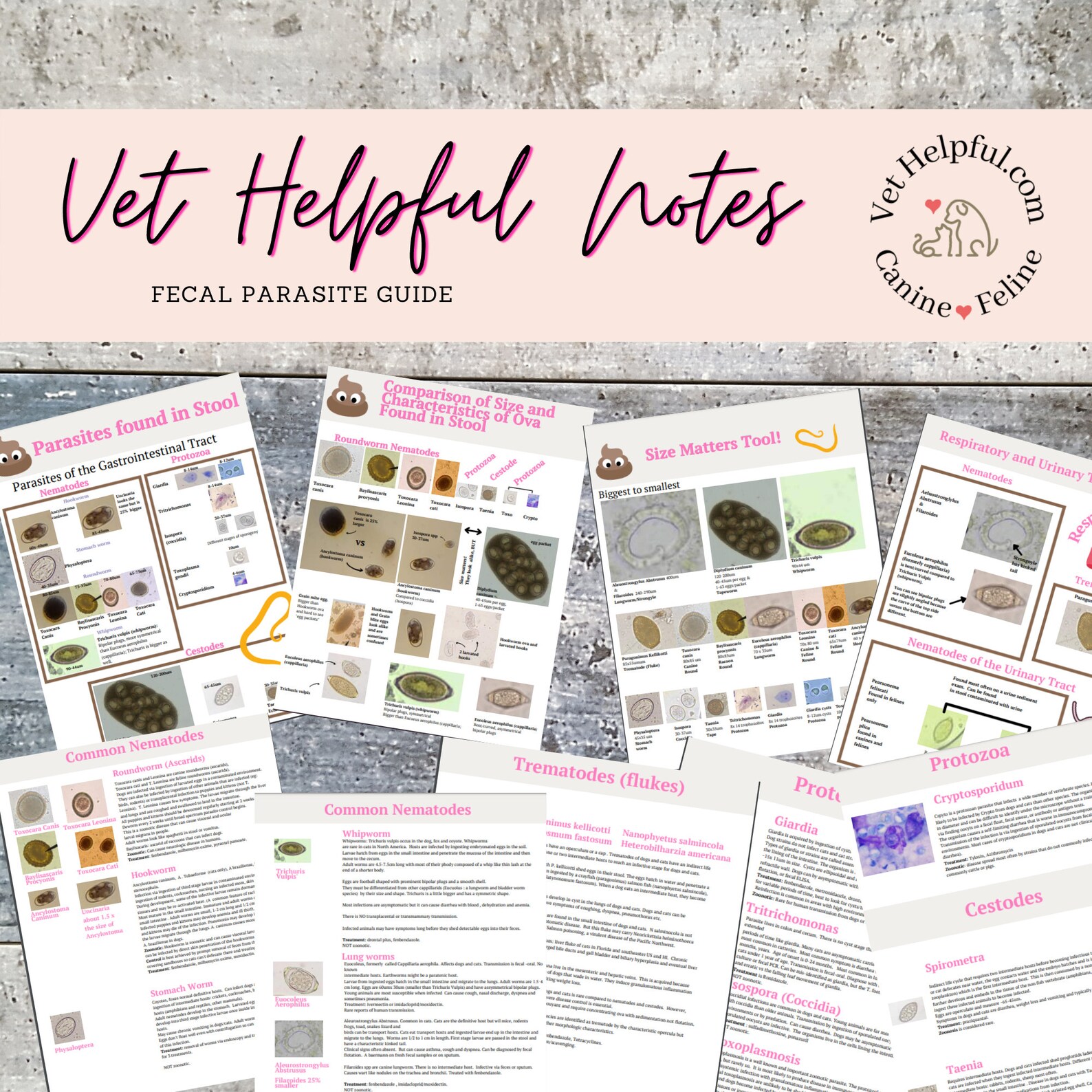 Veterinary Fecal Parasite Guide Vet Tech Fecal Vet Nurse - Etsy