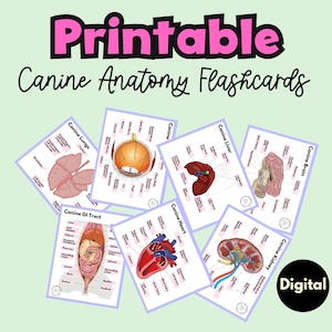 Veterinary Anatomy Flashcards Study Vet Tech Anatomy Flash Cards Canine ...