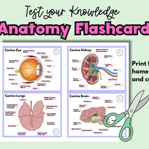 Veterinary Anatomy Flashcards Study Vet Tech Anatomy Flash Cards Canine ...