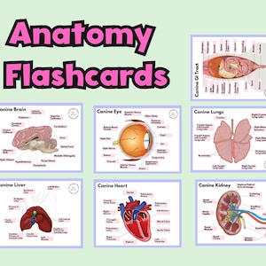 Veterinary Anatomy Flashcards Study Vet Tech Anatomy Flash Cards Canine ...
