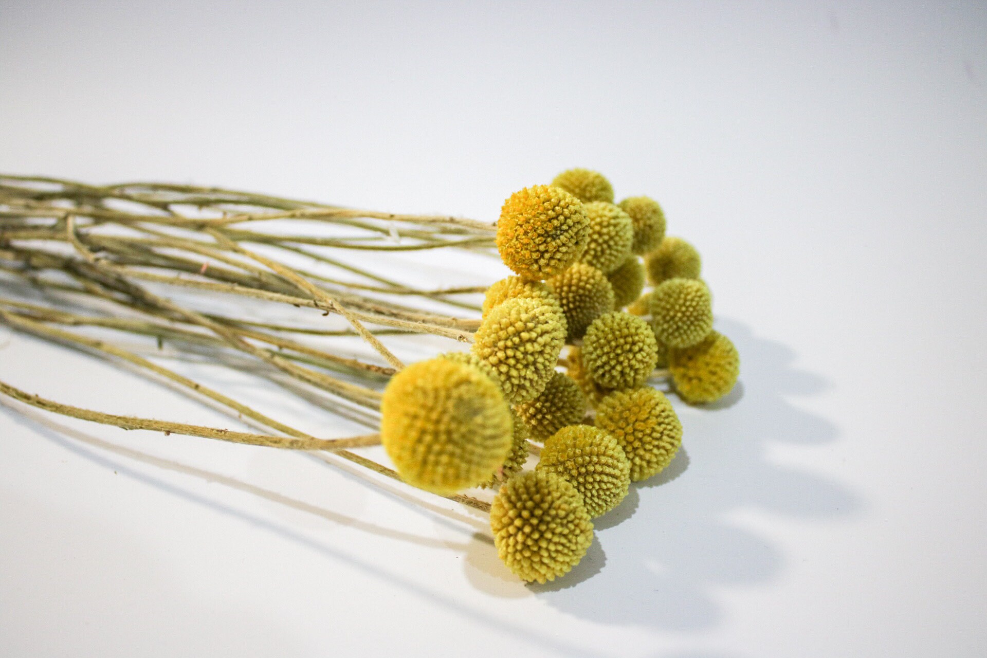 Dried Craspedia Billy Buttons, Yellow Orange Black Flowers, Wedding ...