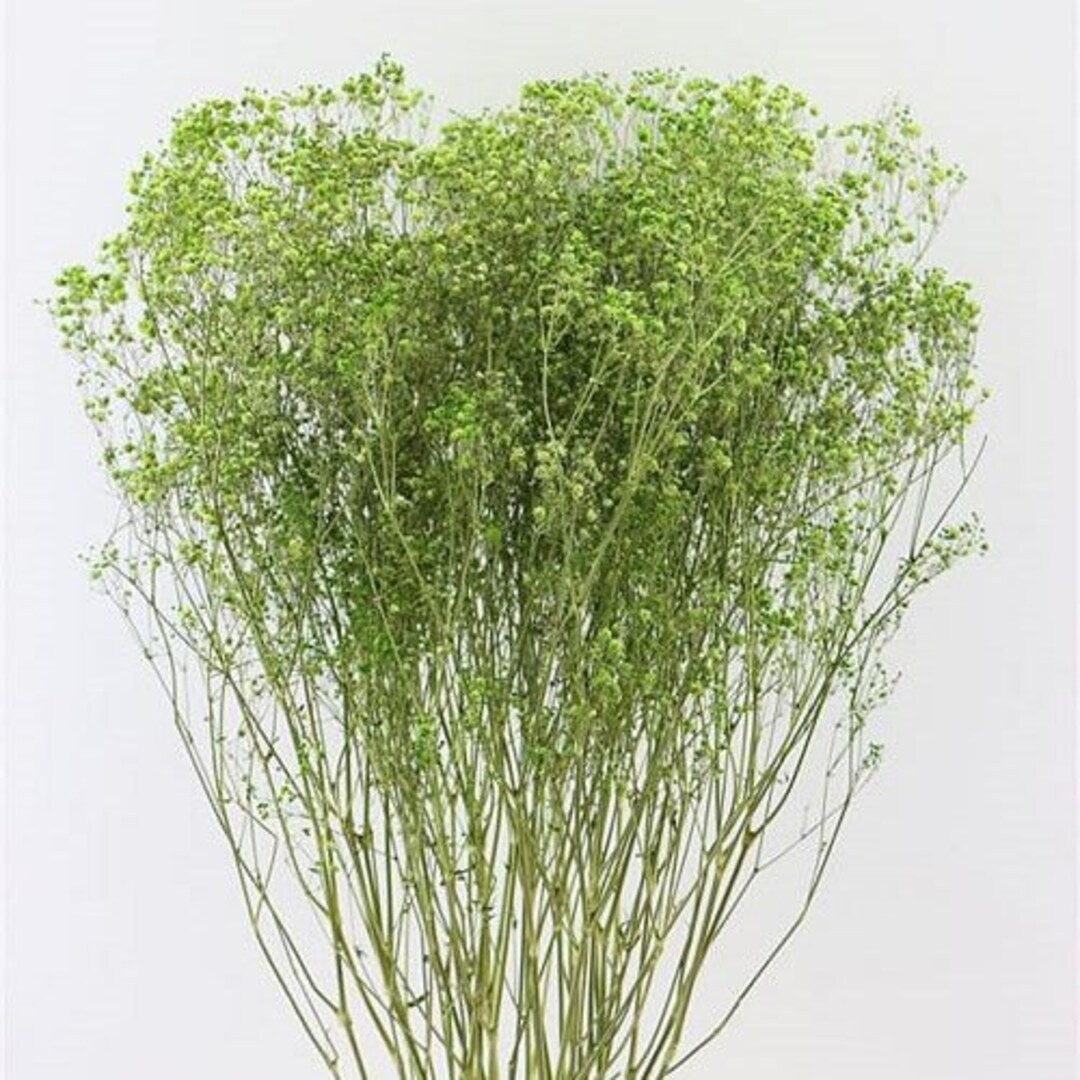 Baby's Breath Dried Green, Dried Flower Bouquet, Wedding Gypsophila ...
