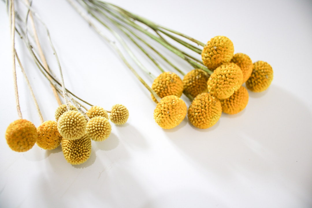 Extra Large Yellow Billy Button Flowers, Real Natural Craspedia Flowers ...