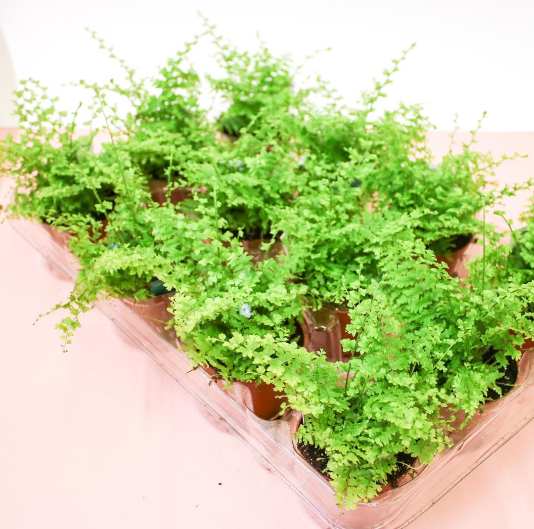 Boston Fern Plant Nephrolepis Exaltata Live, 6cm Terrarium Plant, Lush ...