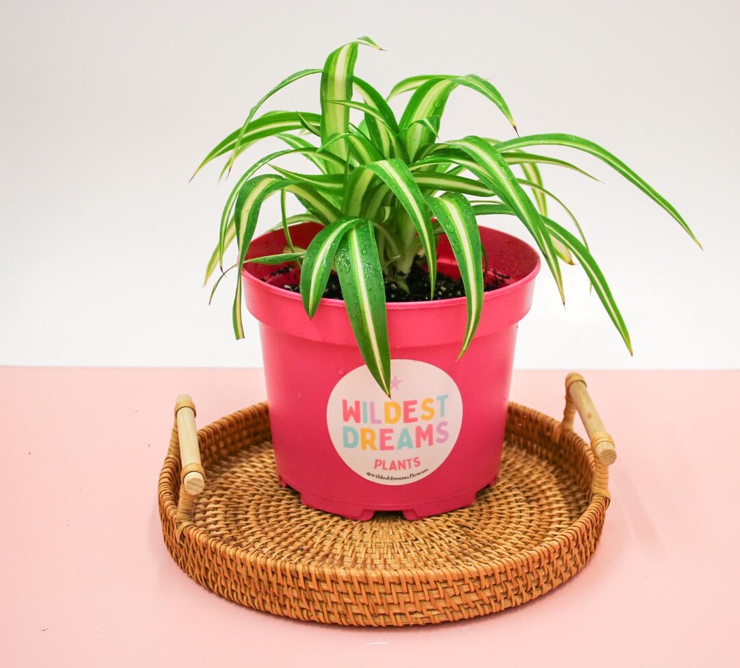 Mini Spider Plants Chlorophytum Comosum, Spider Plant, Easy Care Plant ...