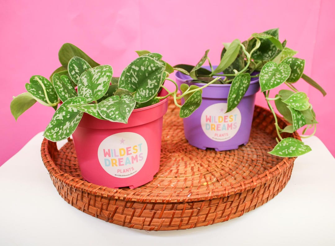 Scindapsus Pictus Silver Queen Pothos: Rare Trailing Houseplant (12cm ...