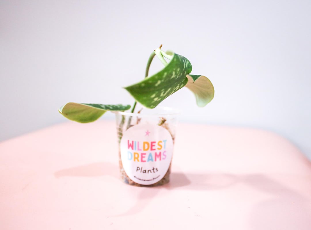 Scindapsus Pictus Silver Queen Pothos Cutting: Trailing Houseplant Gift ...