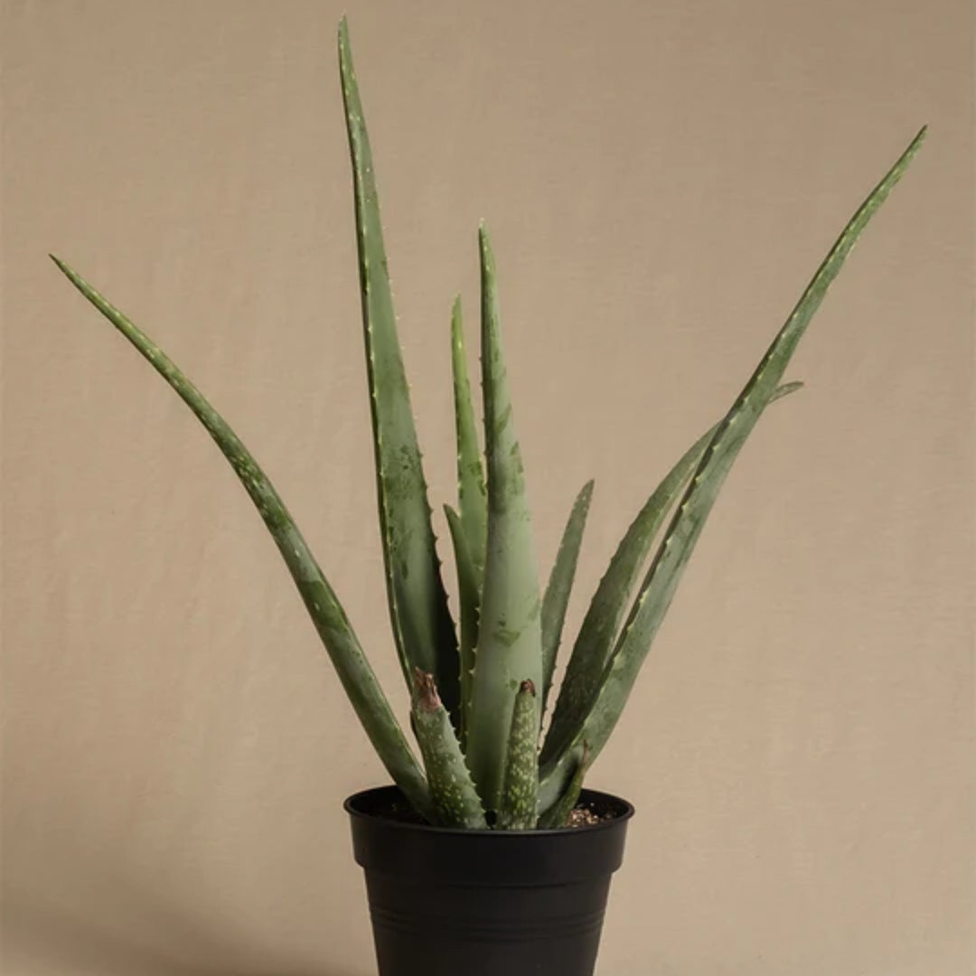 Aloe Vera House Plant, Aloe for Skin, Indoor Plant, Plant Medicine ...