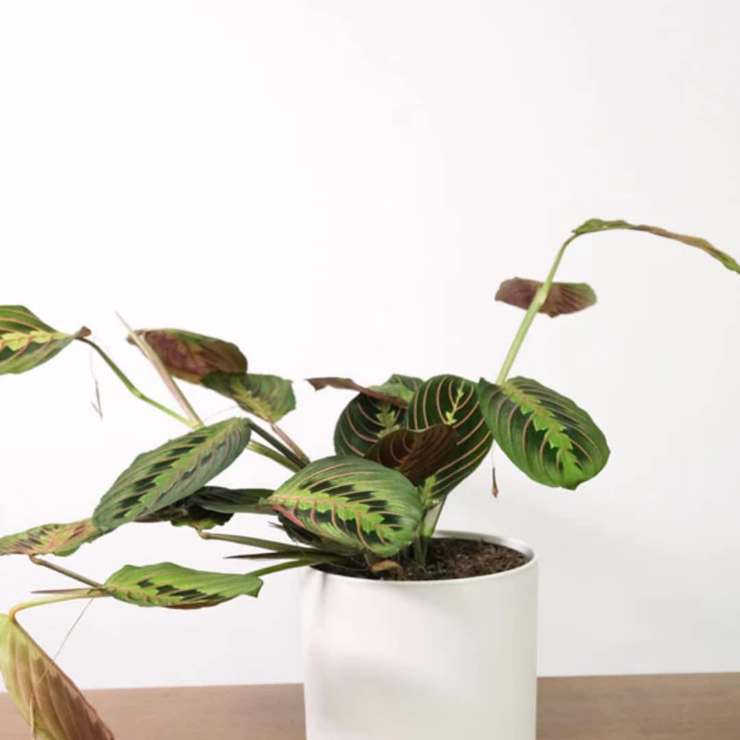 Maranta Prayer Plant Mixed, Houseplants Gift for Her,maranta Leuconeura ...