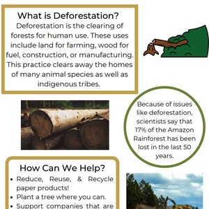 Rainforest Unit Study | K-5 Unit Study | Homeschool - Etsy