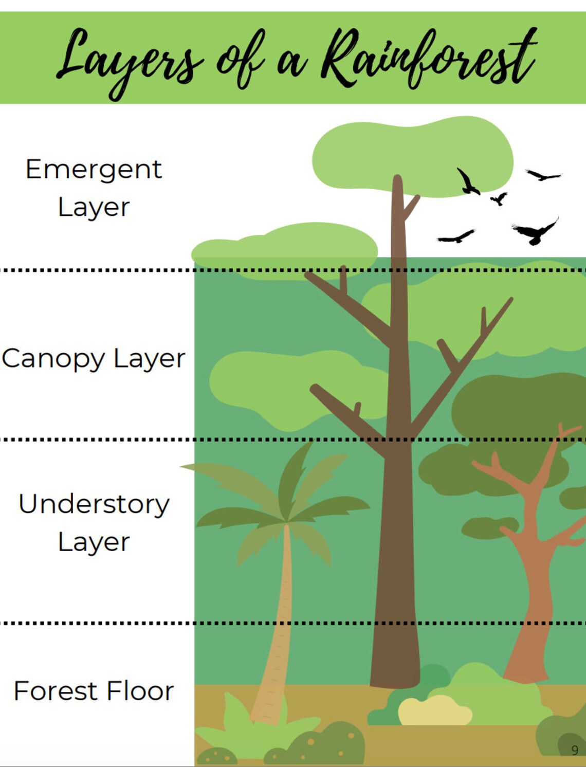 Rainforest Unit Study | K-5 Unit Study | Homeschool - Etsy