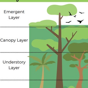 Rainforest Unit Study | K-5 Unit Study | Homeschool - Etsy