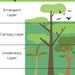 Rainforest Unit Study | K-5 Unit Study | Homeschool - Etsy