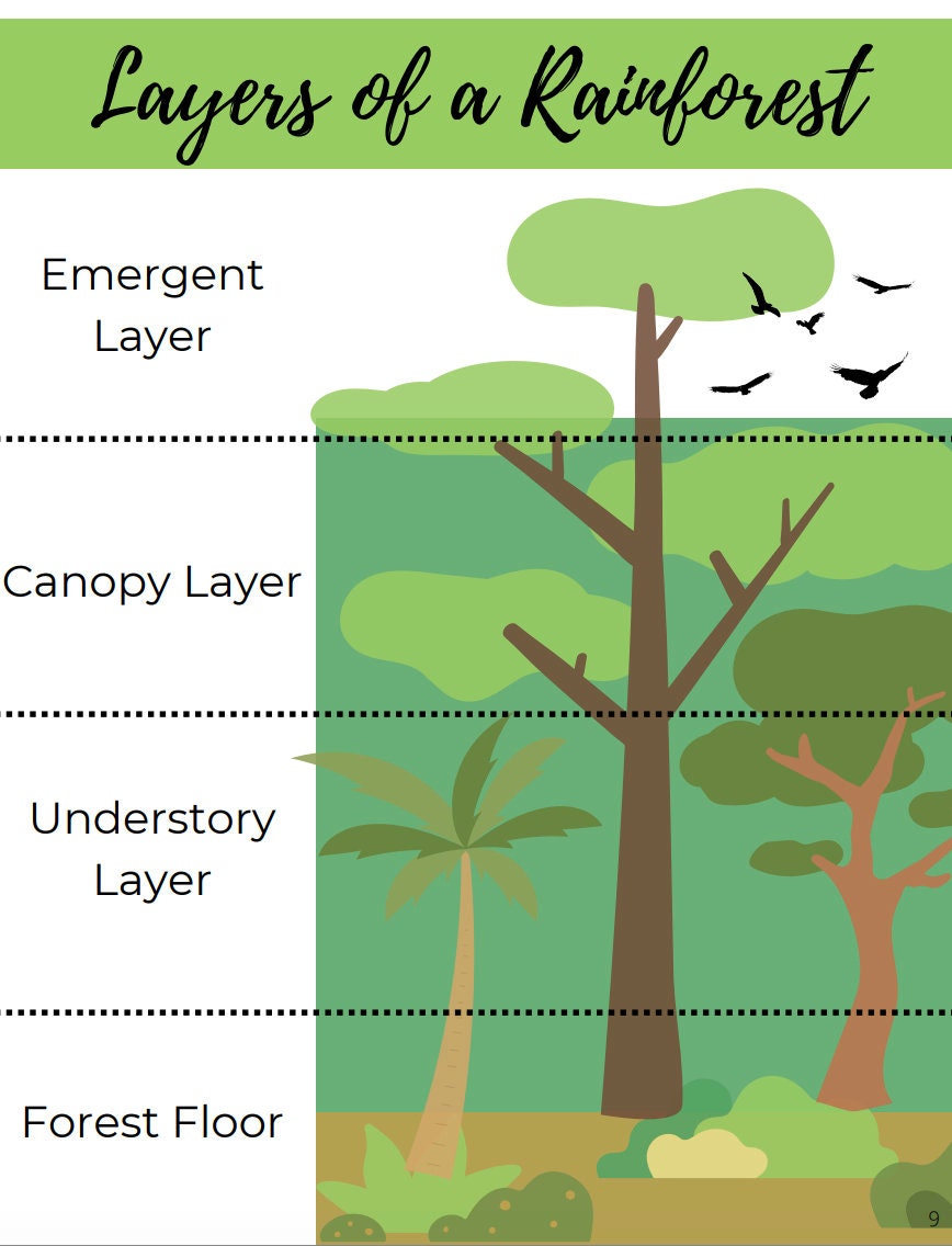 Rainforest Unit Study | K-5 Unit Study | Homeschool - Etsy