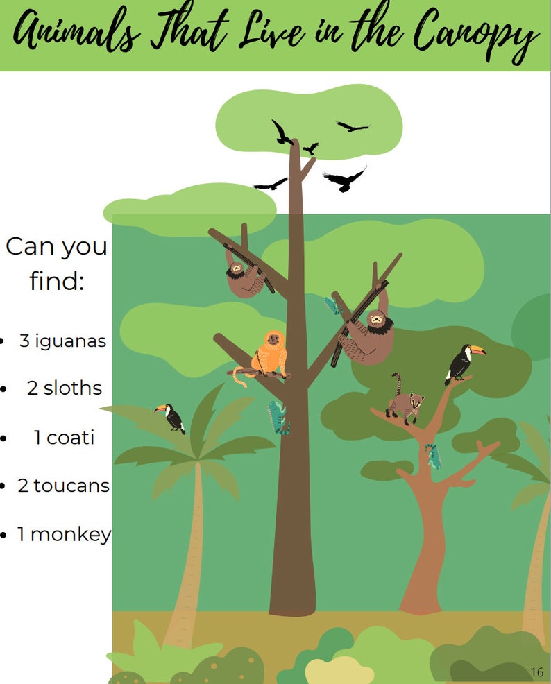Rainforest Unit Study | K-5 Unit Study | Homeschool - Etsy