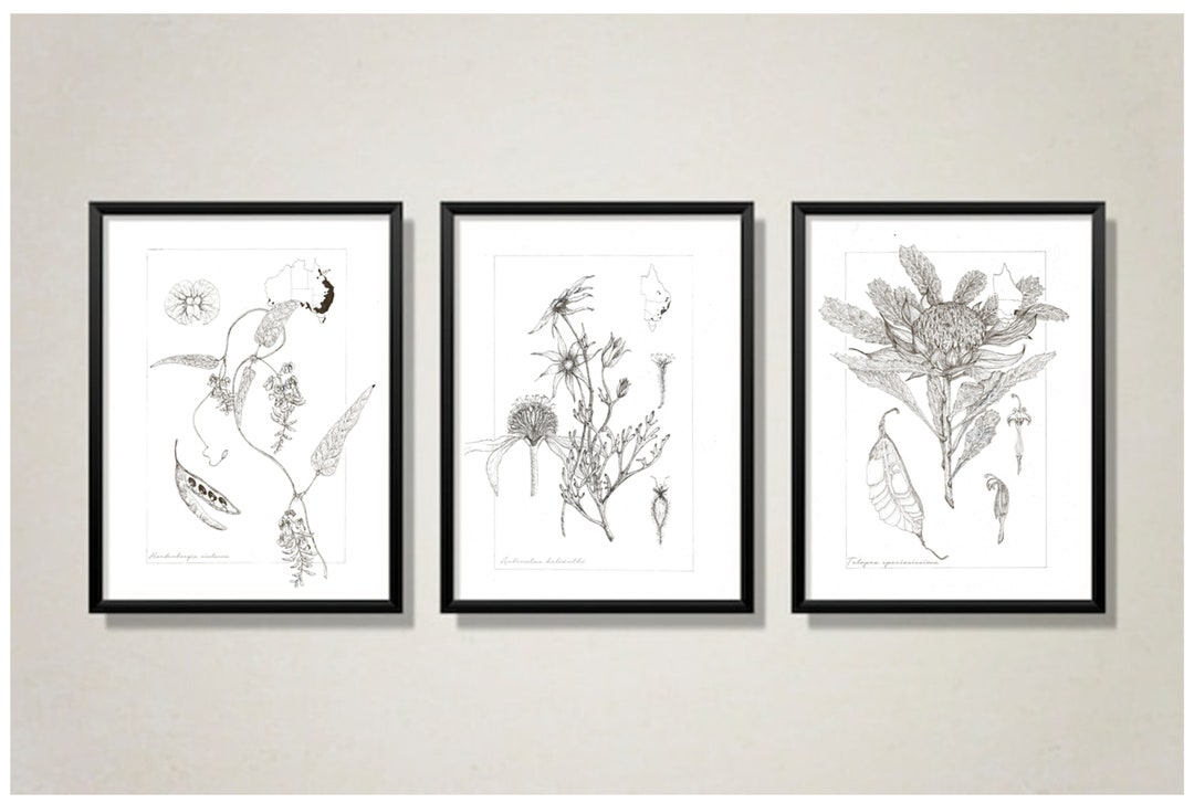 Australian Botanical Illustration | Set of 3 Floral Prints | Australian ...