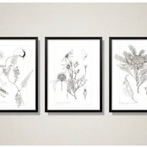 Australian Botanical Illustration | Set of 3 Floral Prints | Australian ...